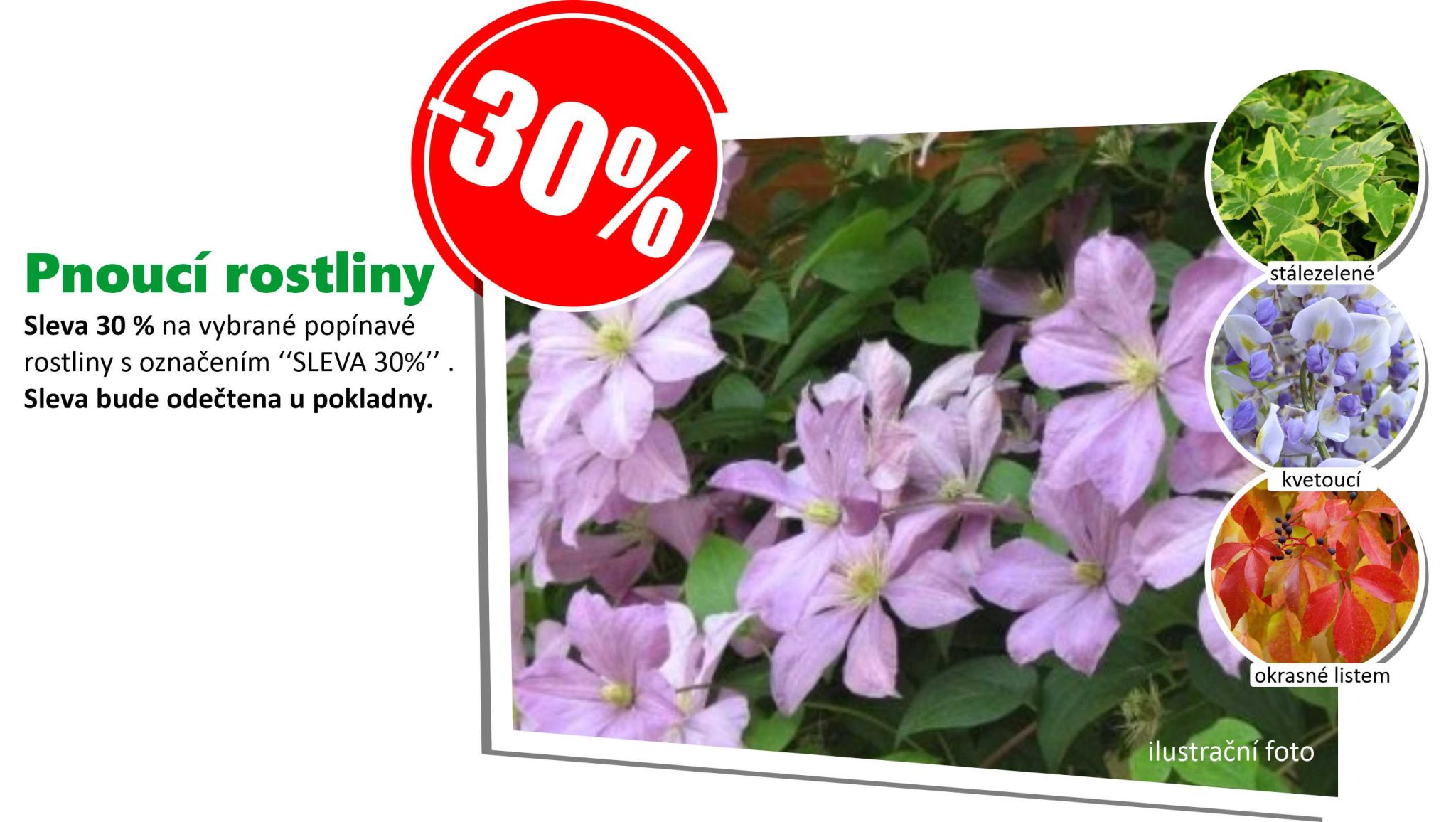 POPÍNAVÉ ROSTLINY - Zahradnictví JelínekZahradnictví Jelínek