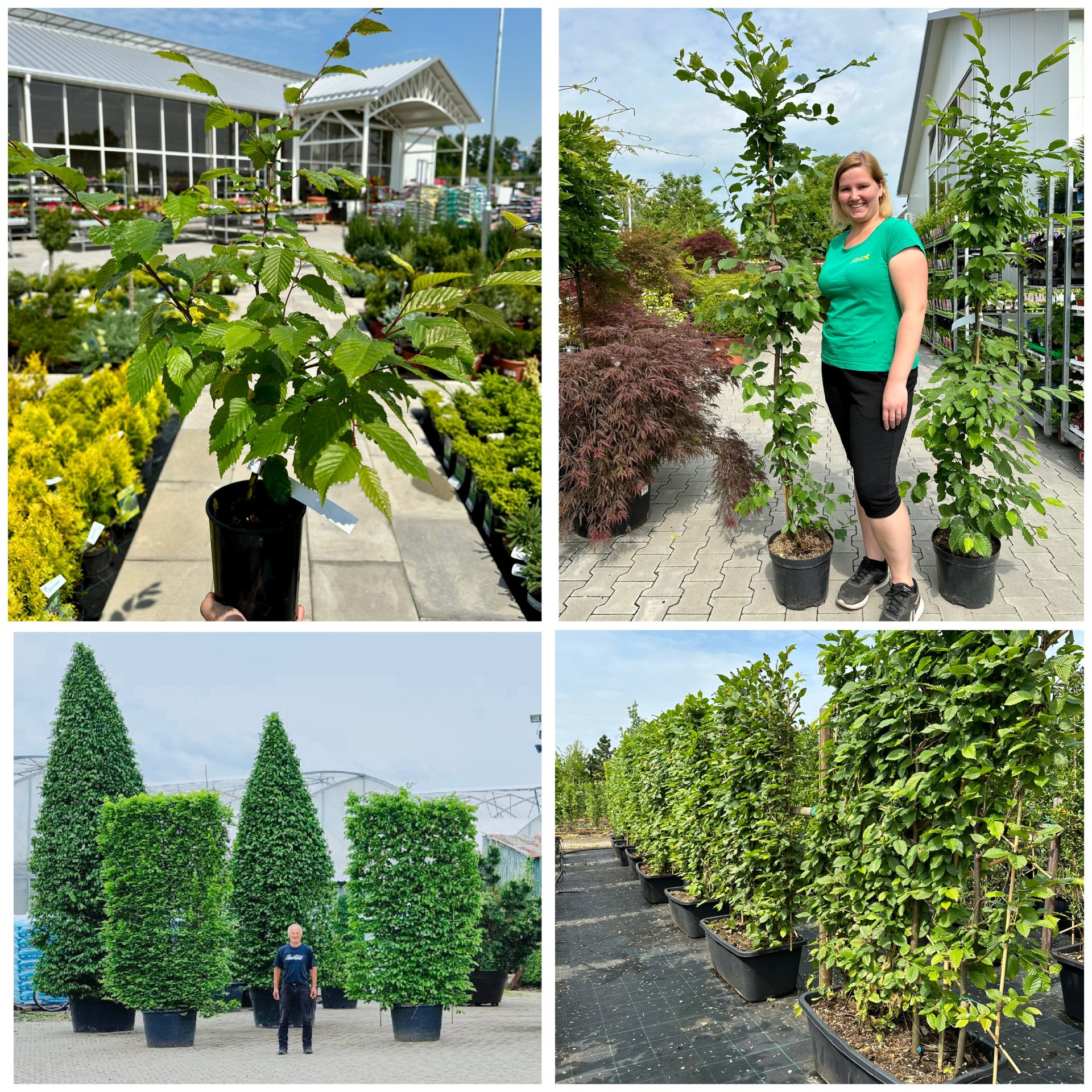 Habr obecný – živý plot i dominanta zahrady - Zahradnictví ...