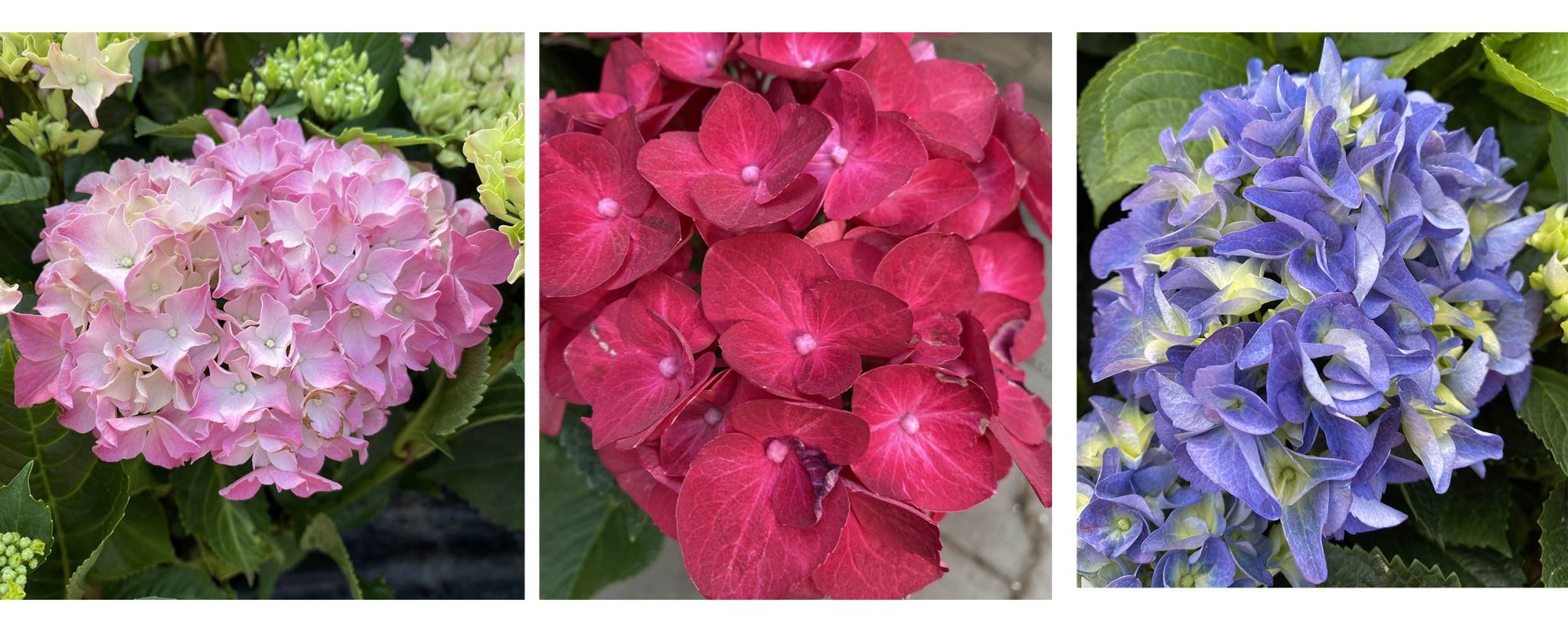 Hortenzie velkolistá x hortenzie latnatá | Zahradnictví Jelínek
