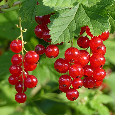 Ovocné rostliny - Zahradnictví JelínekZahradnictví Jelínek