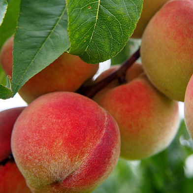 Ovocné rostliny - Zahradnictví JelínekZahradnictví Jelínek