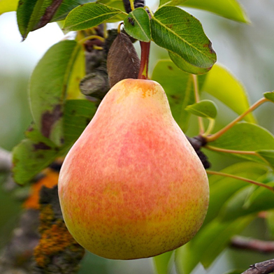 Ovocné rostliny - Zahradnictví JelínekZahradnictví Jelínek