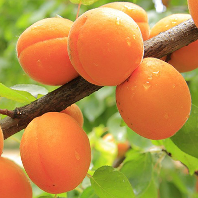 Ovocné rostliny - Zahradnictví JelínekZahradnictví Jelínek