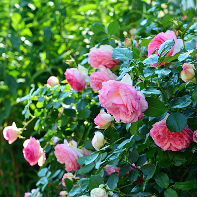 Okrasné rostliny - Zahradnictví JelínekZahradnictví Jelínek