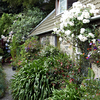 Okrasné rostliny - Zahradnictví JelínekZahradnictví Jelínek