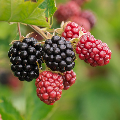 Ovocné rostliny - Zahradnictví JelínekZahradnictví Jelínek
