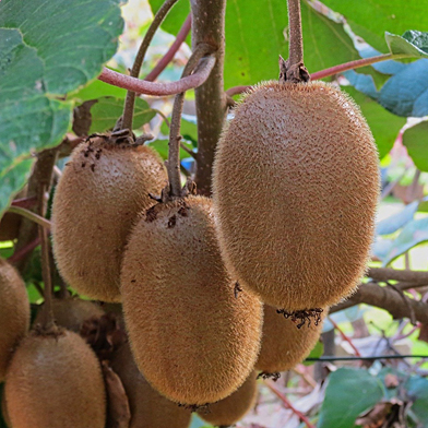 Ovocné rostliny - Zahradnictví JelínekZahradnictví Jelínek