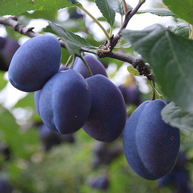Ovocné rostliny - Zahradnictví JelínekZahradnictví Jelínek