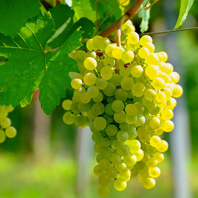 Ovocné rostliny - Zahradnictví JelínekZahradnictví Jelínek