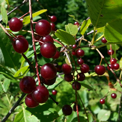 Ovocné rostliny - Zahradnictví JelínekZahradnictví Jelínek
