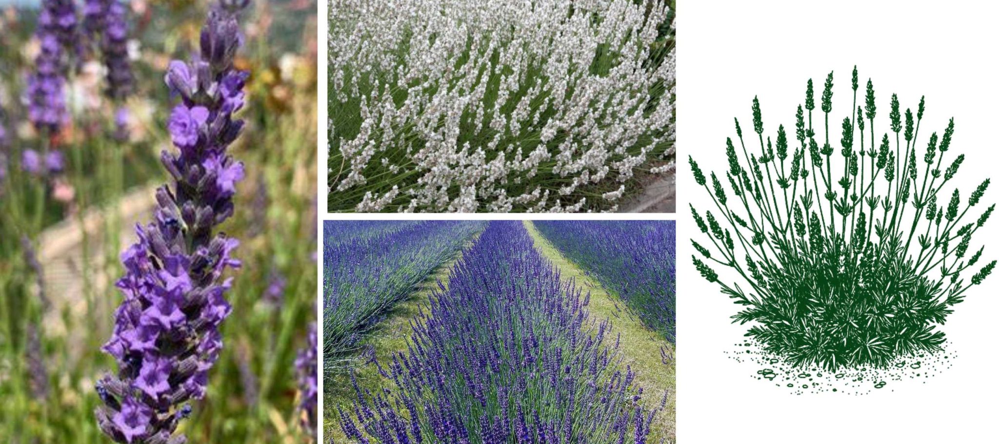 Pěstování a druhy levandule: Podrobný průvodce | Zahradnictví Jelínek