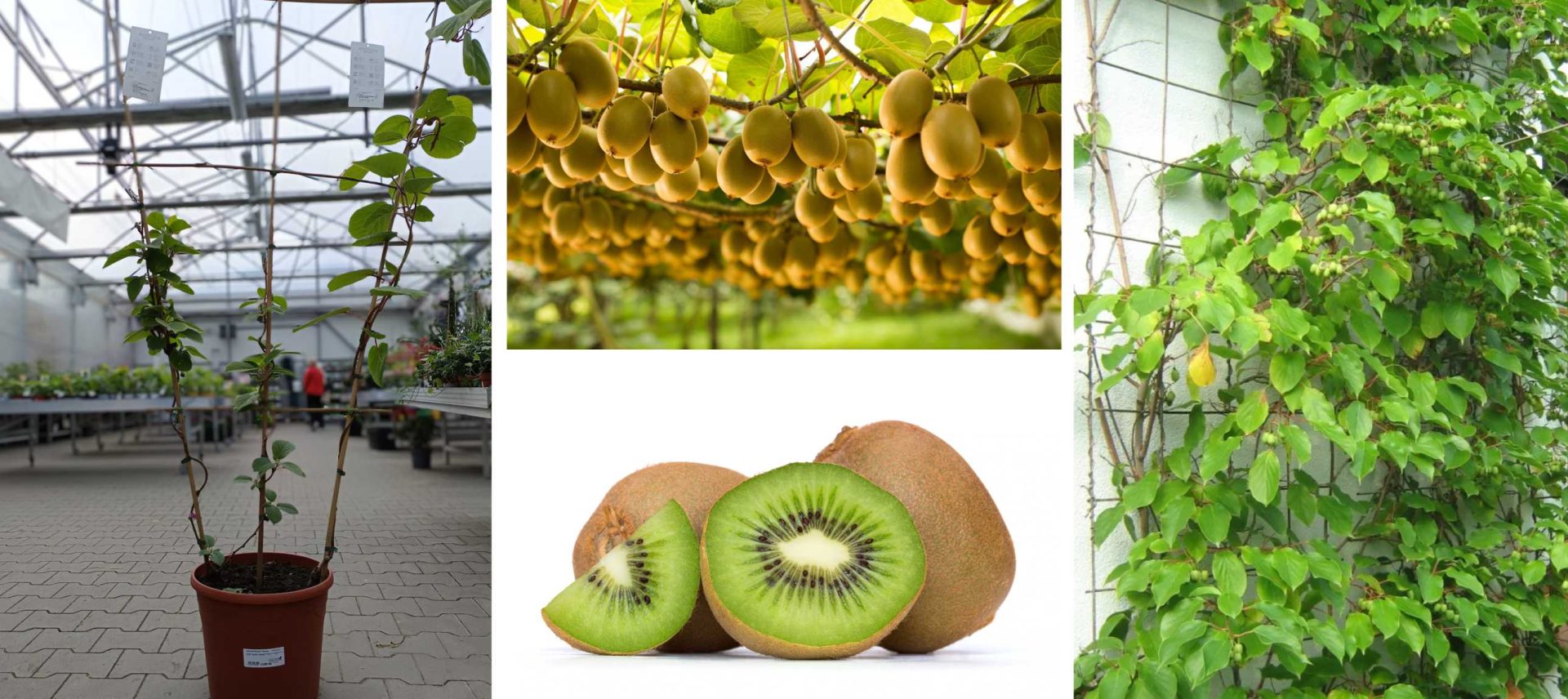 POPÍNAVÉ ROSTLINY - Zahradnictví JelínekZahradnictví Jelínek