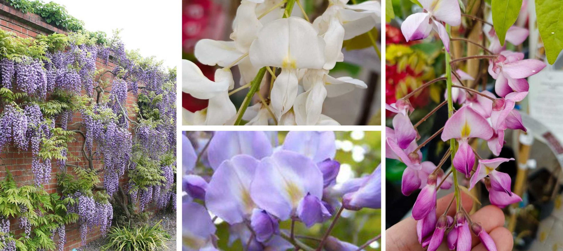 POPÍNAVÉ ROSTLINY - Zahradnictví JelínekZahradnictví Jelínek