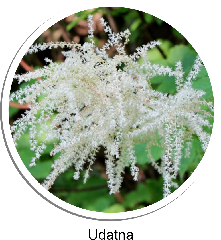 Trvalky do stínu - Zahradnictví JelínekZahradnictví Jelínek